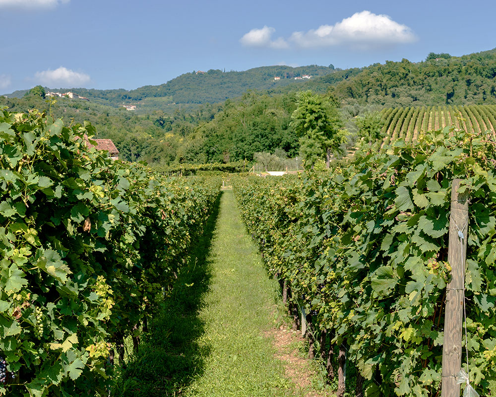 NEROPERSO - Appassimento Red Wine